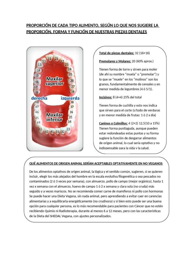 Proporciones, Dientes, Anatomía-Fisiología Comparada | PDF | Productos ...