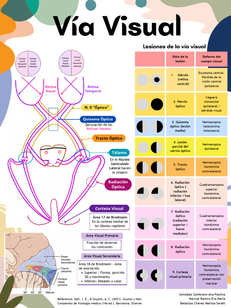 Via Visual Imprimir | PDF | Percepción visual | Sistema visual