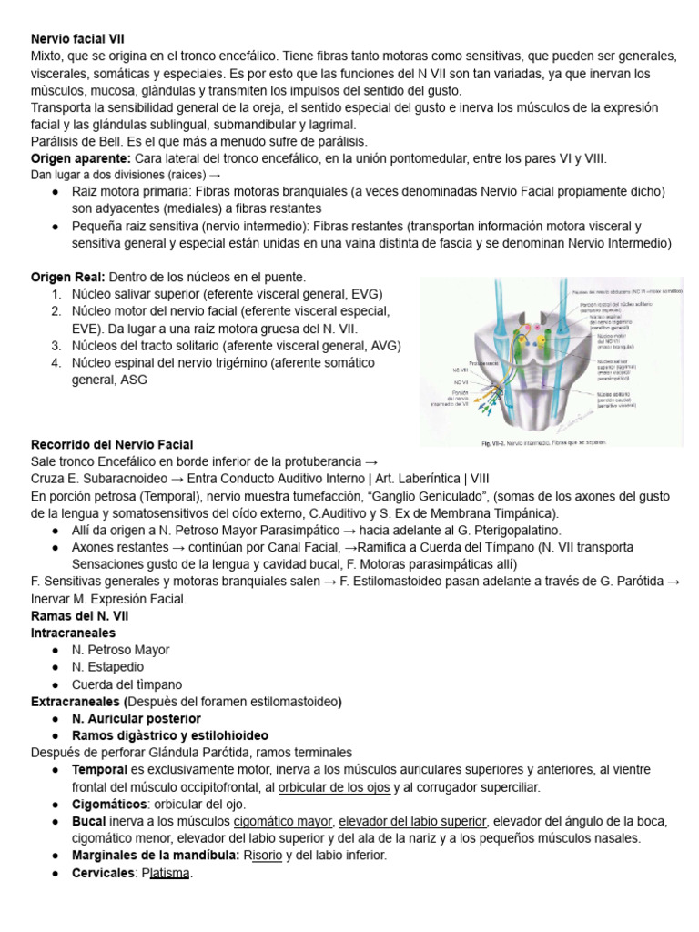Nervio Facial VII: Funciones y Trayecto | PDF | Nervio | Gusto