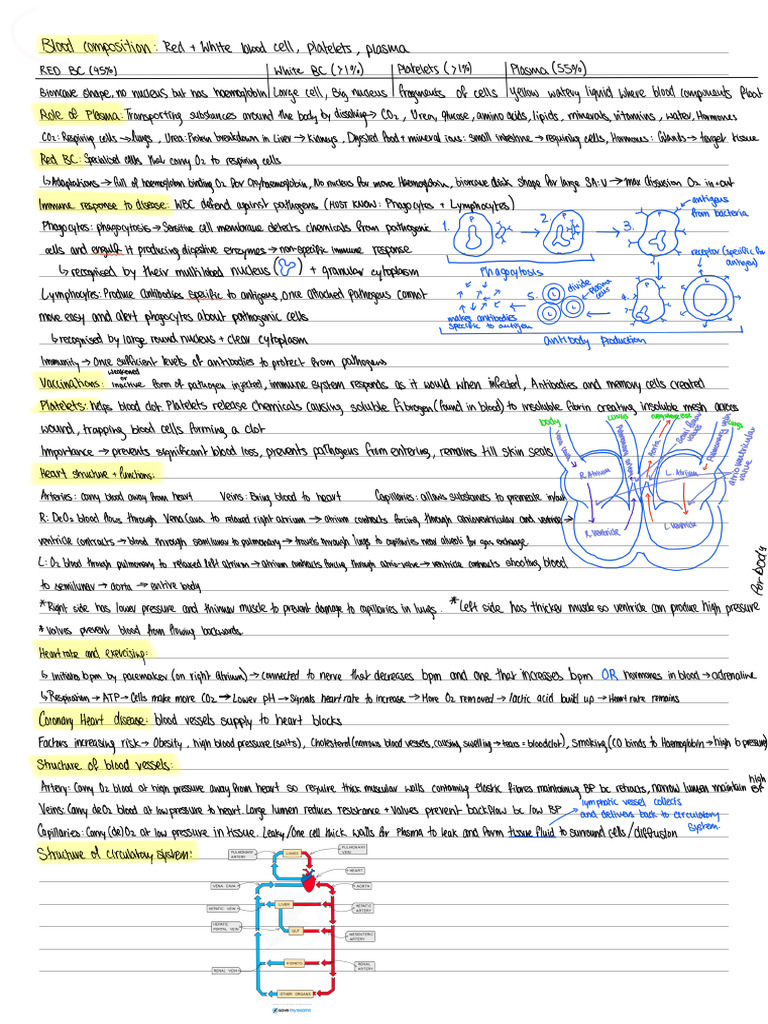 Human Transport | PDF