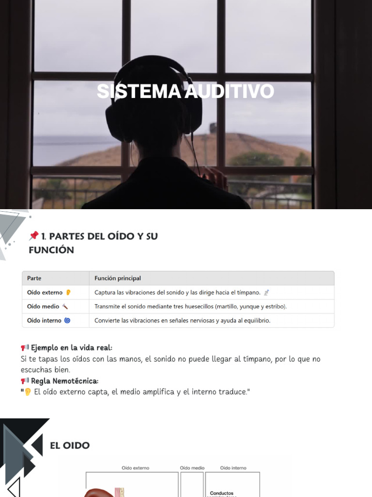 Proceso Auditivo y Equilibrio del Oído | PDF