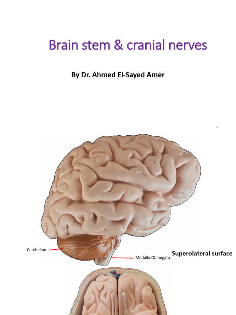 Dent Anatomy H&N Lab 7 Brain stem, Cerebellum & Cranial nerves | PDF ...