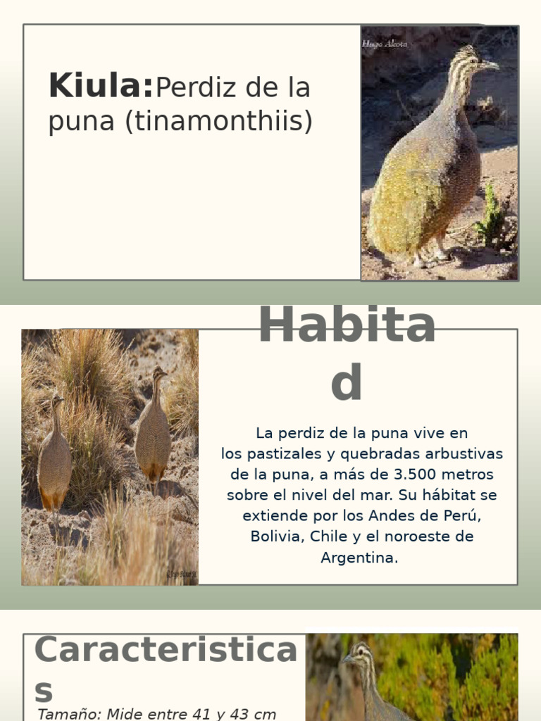 Study of Types of Birds For College - Ornithology by Sli2.0 | PDF