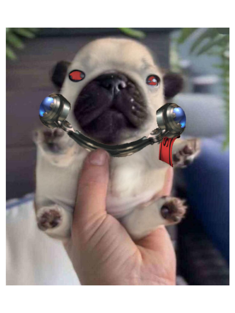 Pibble | PDF