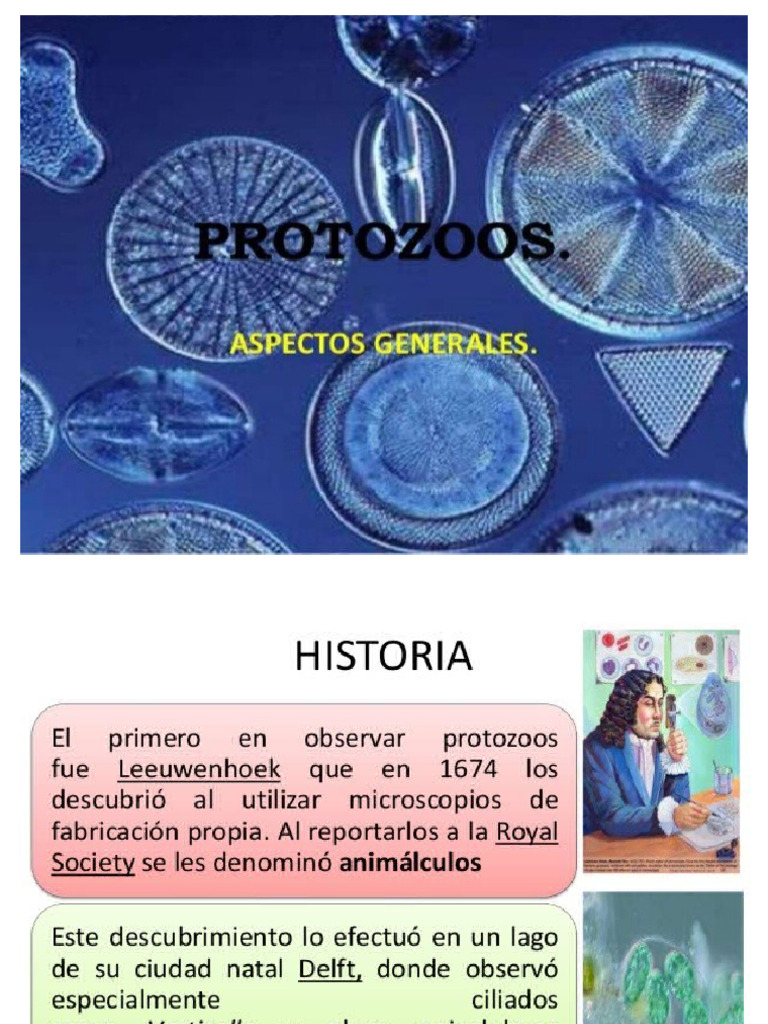 Características y Clasificación de Protozoarios | PDF | Microorganismo ...