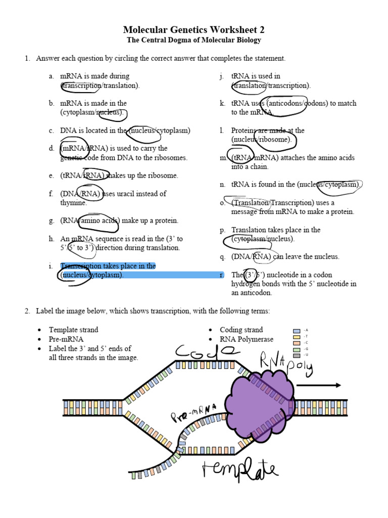 Molecular Genetics Worksheet 2 | PDF | Translation (Biology ...