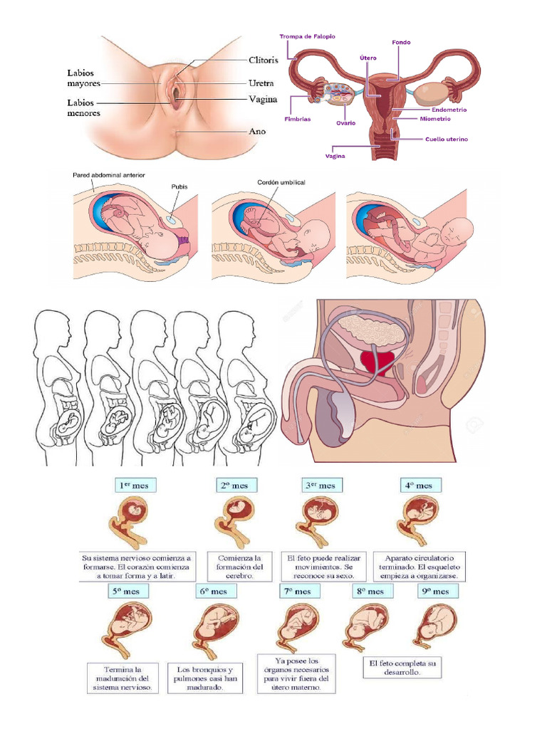 APARATOS REPRODUCTORES | PDF
