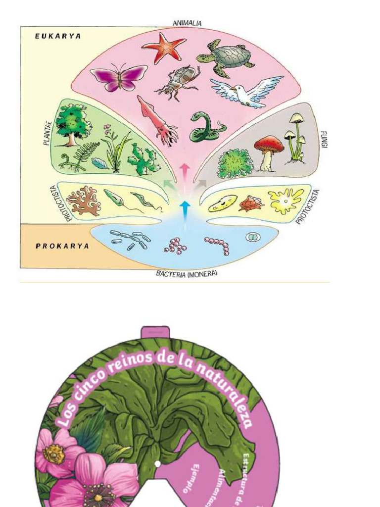 5 Reinos Circulo | PDF