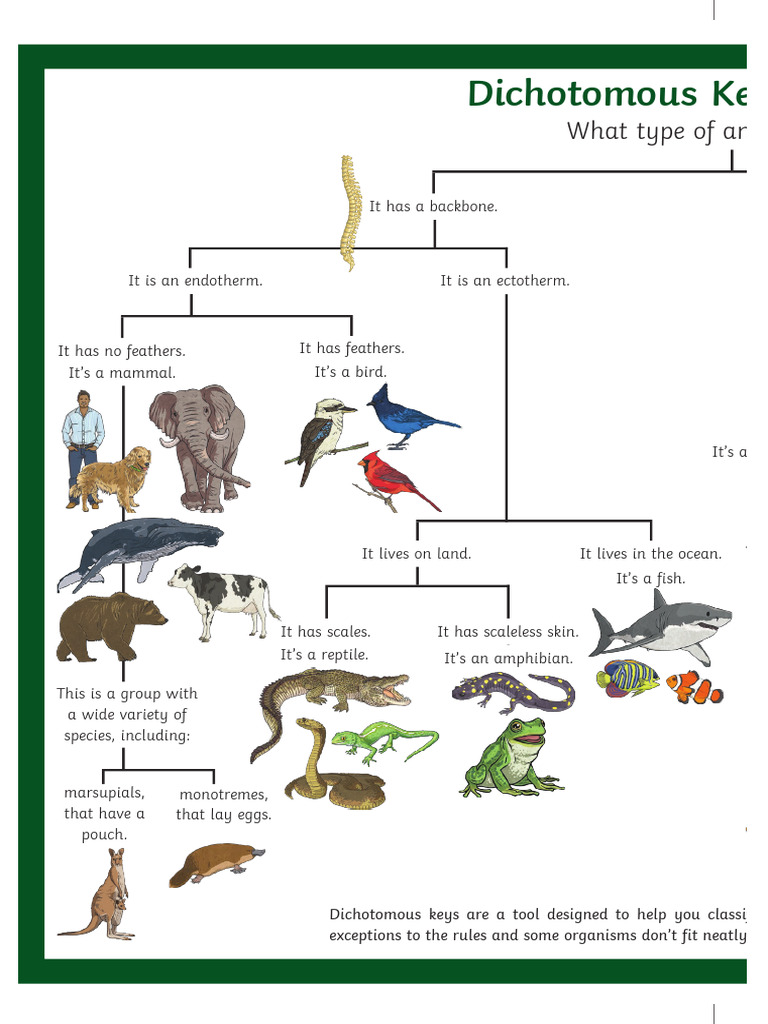 Animal Classification Key Guide | PDF | Zoology