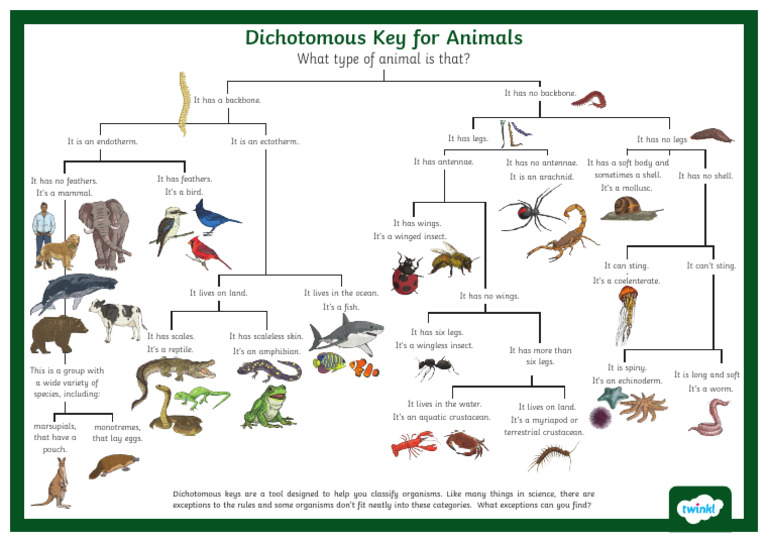 Dichotomous Key for Animal Classification | PDF | Zoology