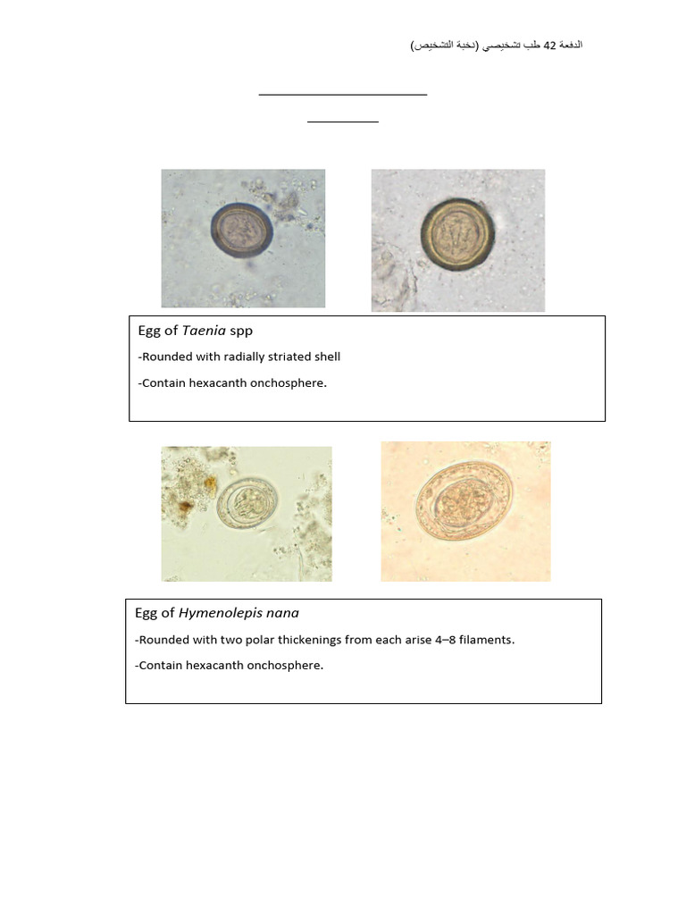 Parasites in Stool Sample | PDF | Parasitology | Microbiology