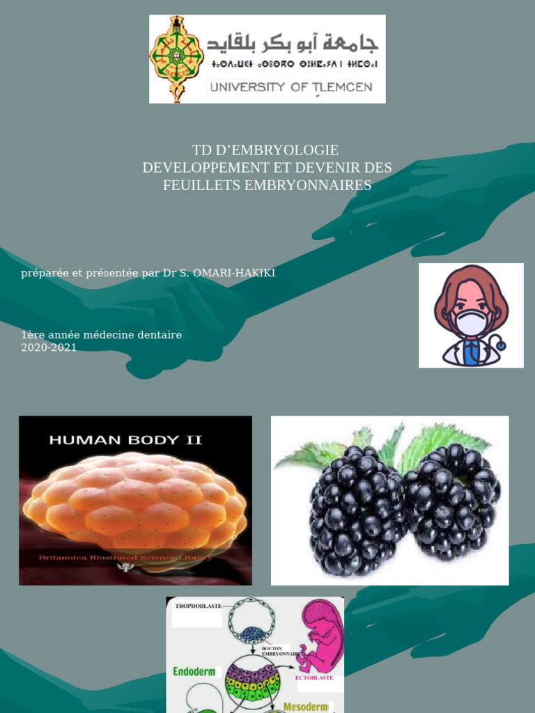 Développement des Feuillets Embryonnaires | PDF | Fécondation | Embryon