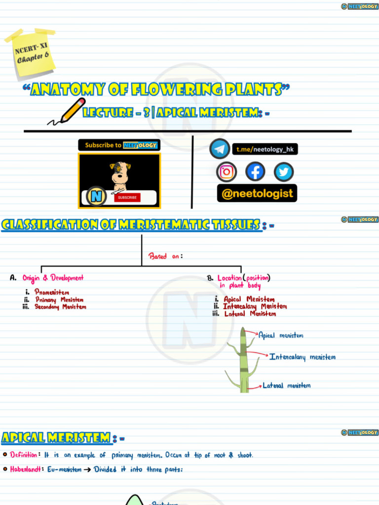 Anatomy of Flowering Plants Overview | PDF | Plant Stem | Anatomy