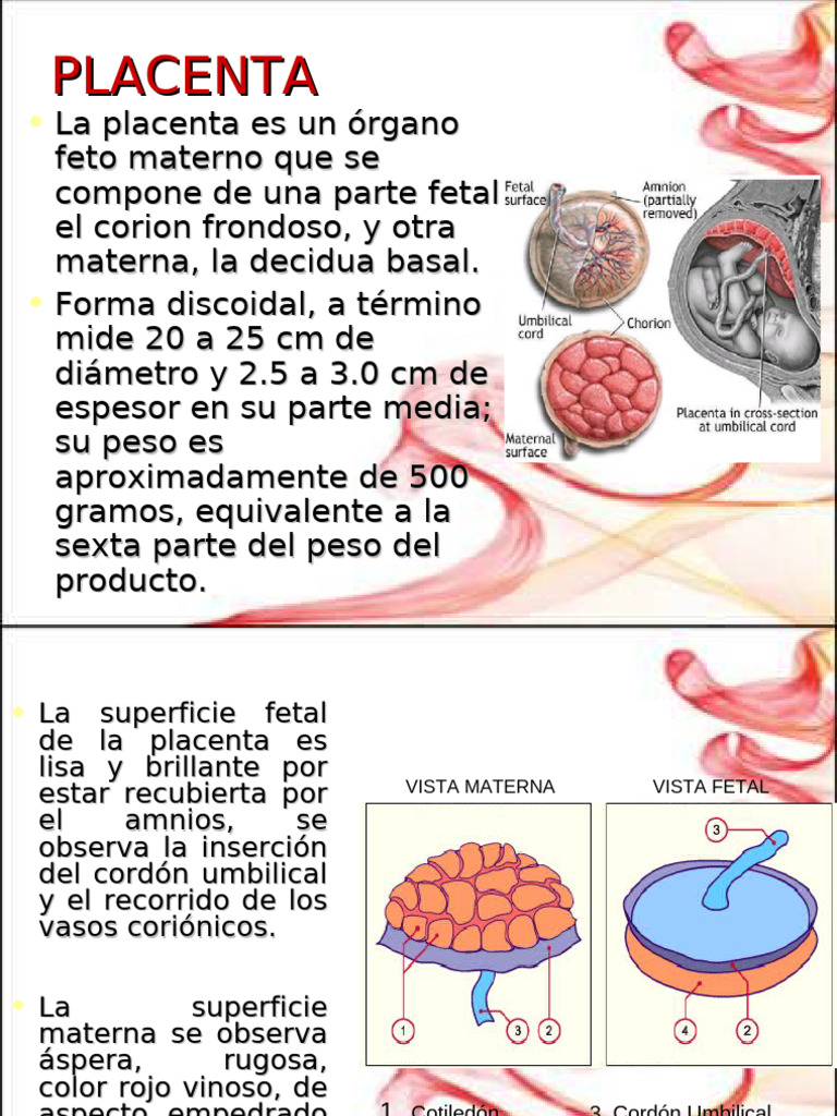 Estructura Anatomca y Funcional de La Placenta | PDF | Placenta | Feto
