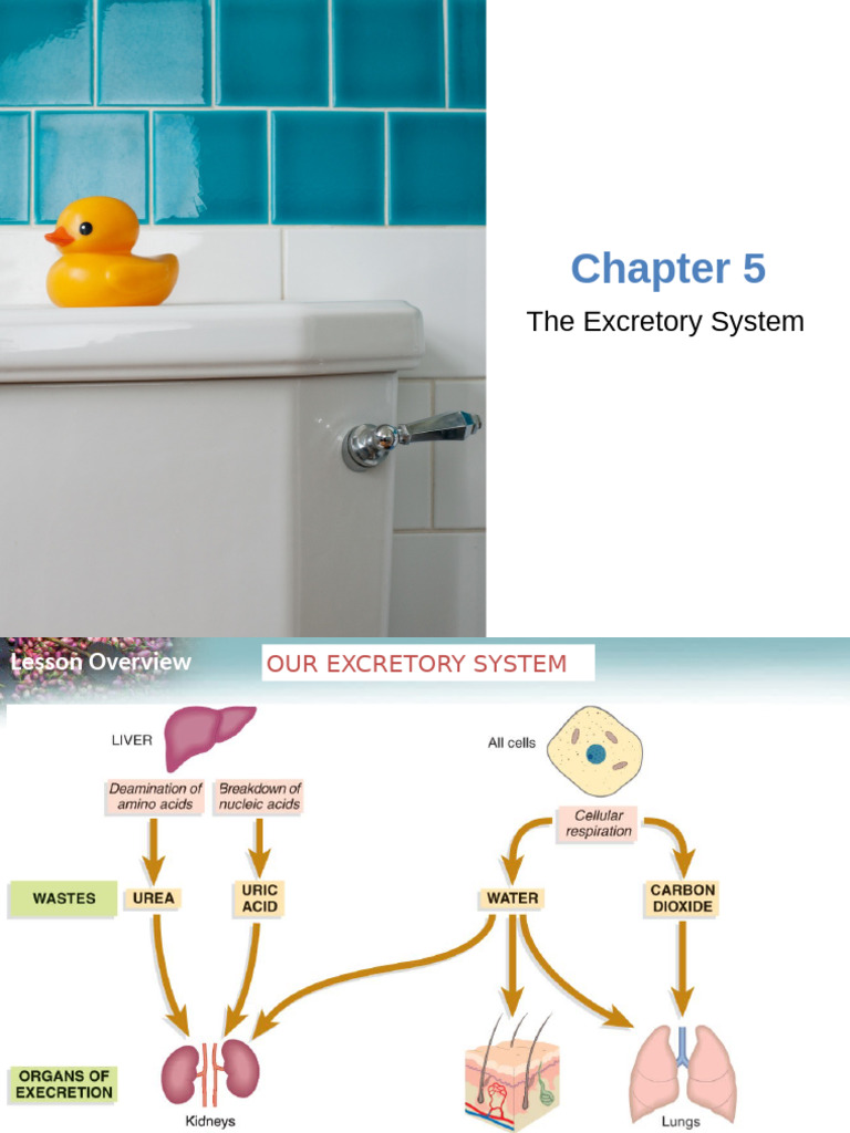 1. Excretory System - Kidney | PDF | Kidney | Urine