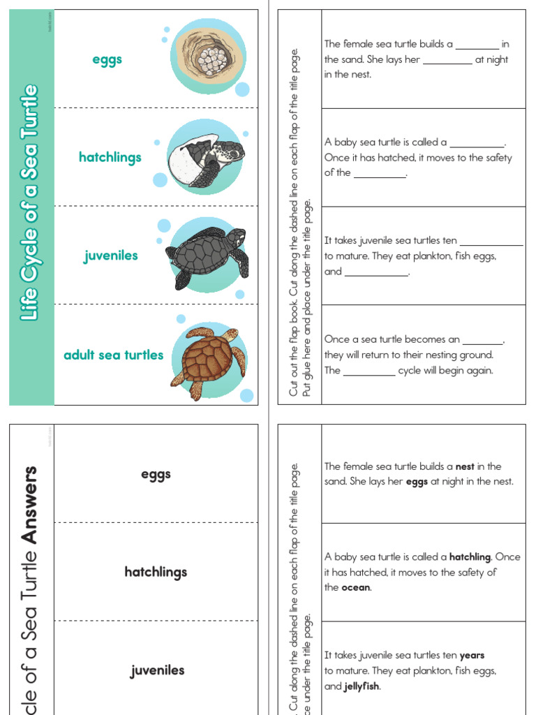 Life Cycle of A Sea Turtle Flap Book Us S 254 - Ver - 1 | PDF | Sea ...