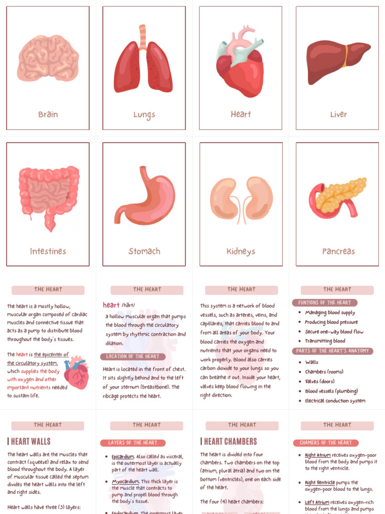 The Human Body (Flashcards) | PDF | Heart | Heart Valve