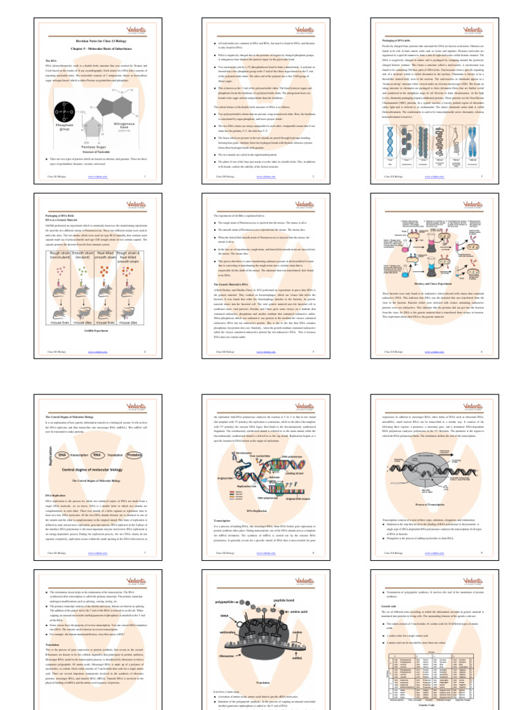 Molecular Basis of Inheritance Notes | PDF | Rna | Gene