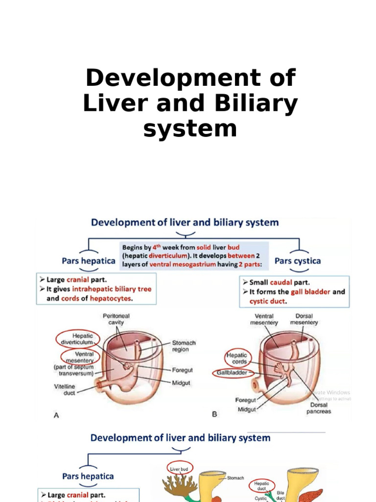 Development of Liver and Biliary System | PDF
