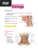 Anatomía y Fisiología de la Faringe | PDF | Anatomía humana ...