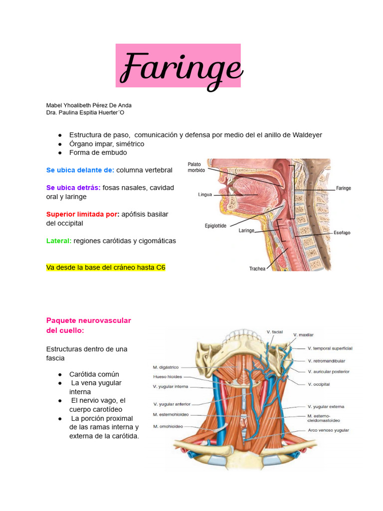Anatomía y Función de la Faringe | PDF | Nervio vago | Laringe