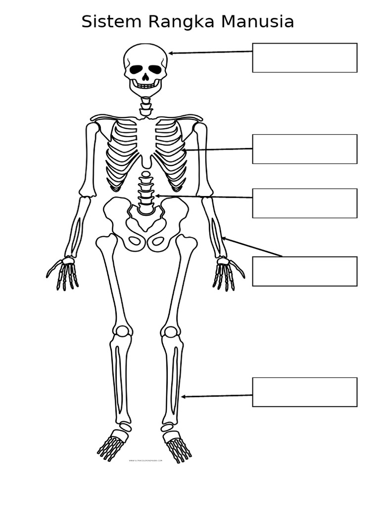 Sistem Rangka Manusia Sains Tahun 5 | PDF