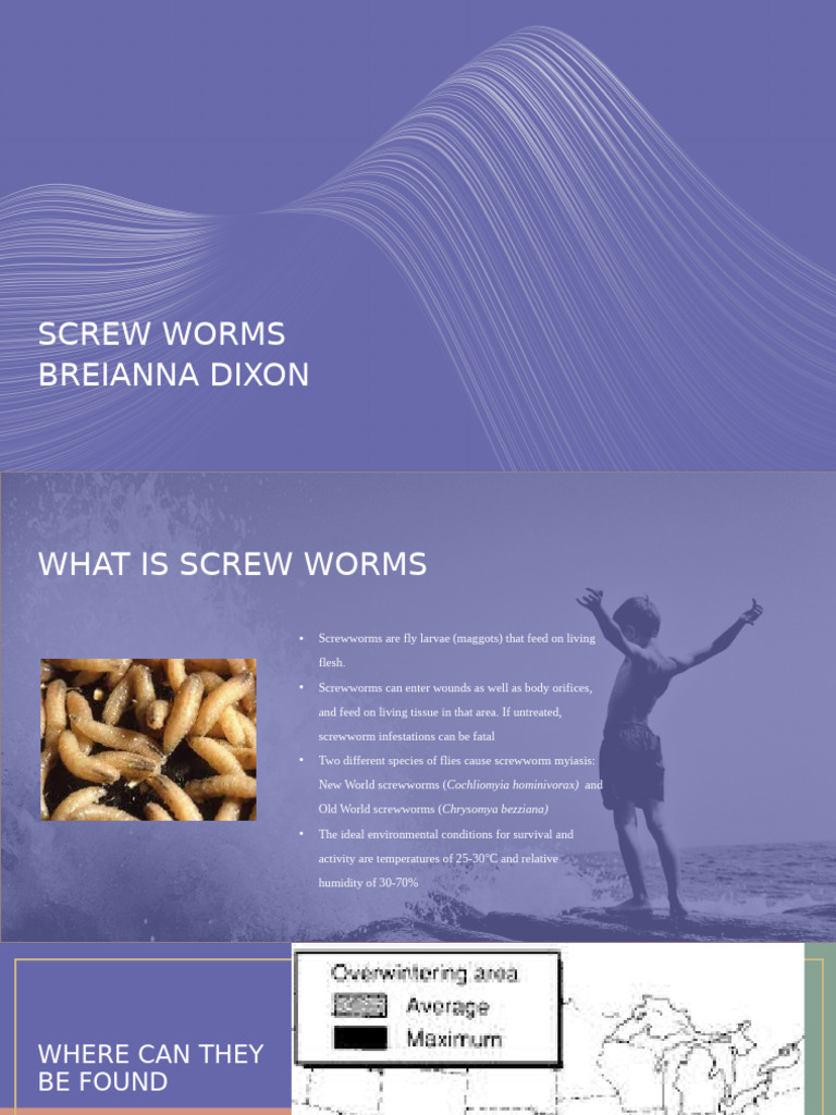 Srew Worm Belize Project | PDF | Insects | Insects And Humans