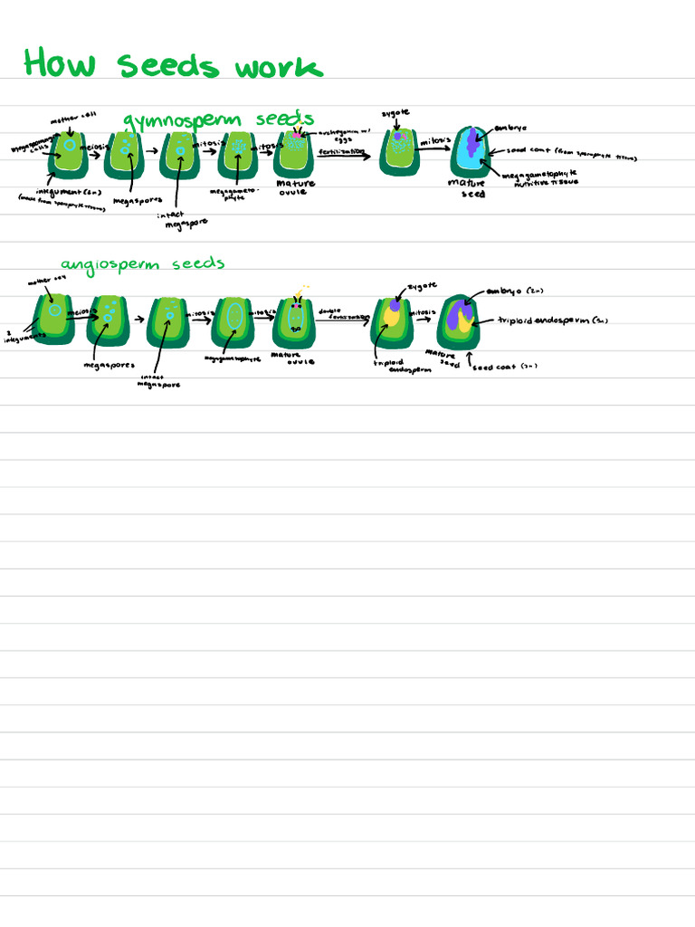 Gymnosperm Seed Diagram (BSC2011) | PDF
