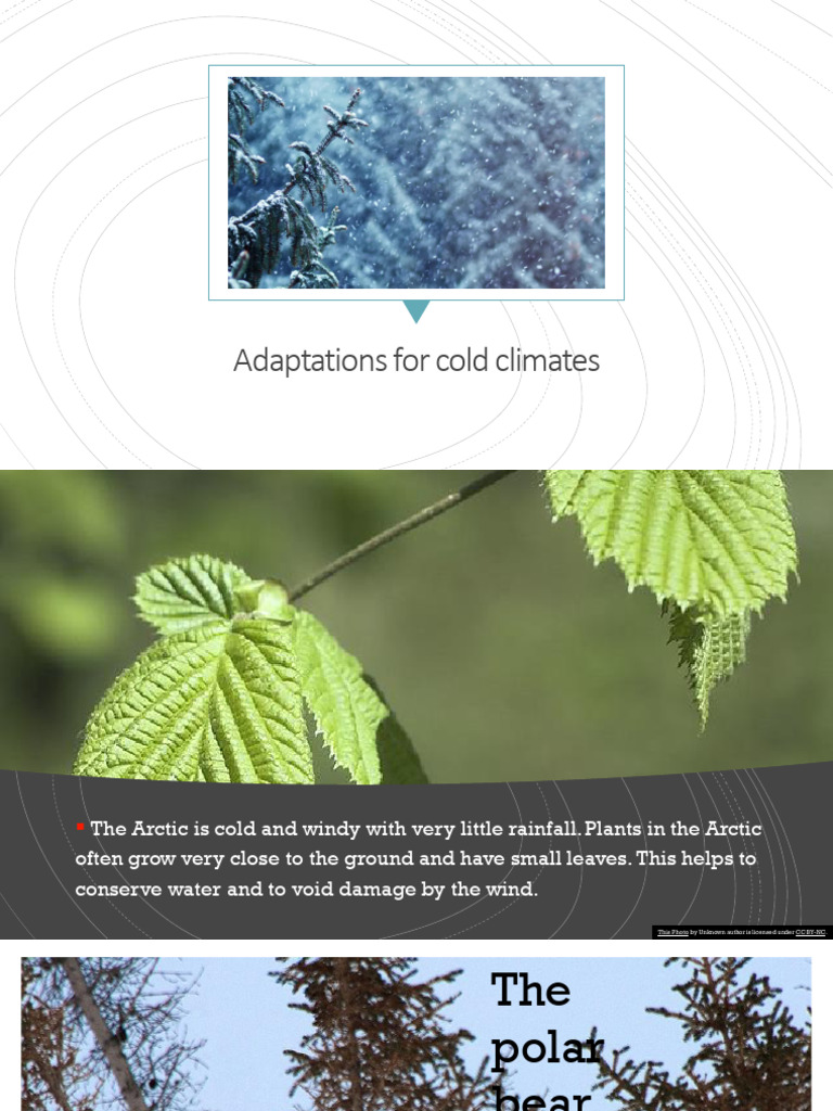 Arctic Survival: Plant and Polar Bear Adaptations | PDF