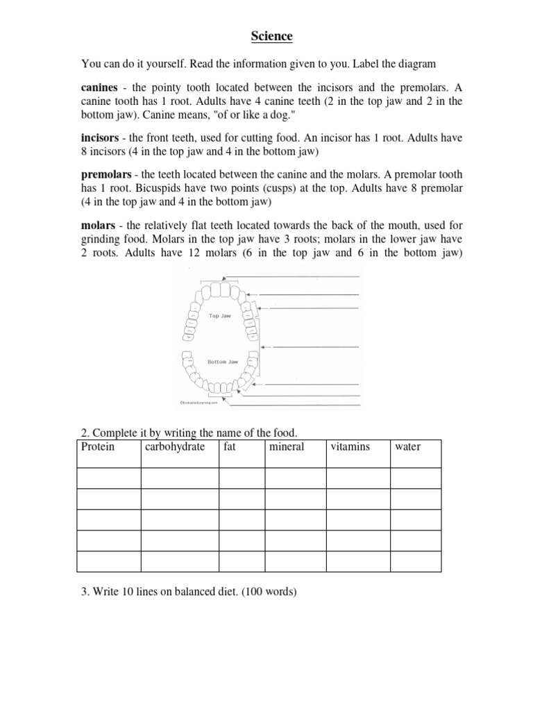CBSE Class 4 Science Worksheet - Teeth | PDF