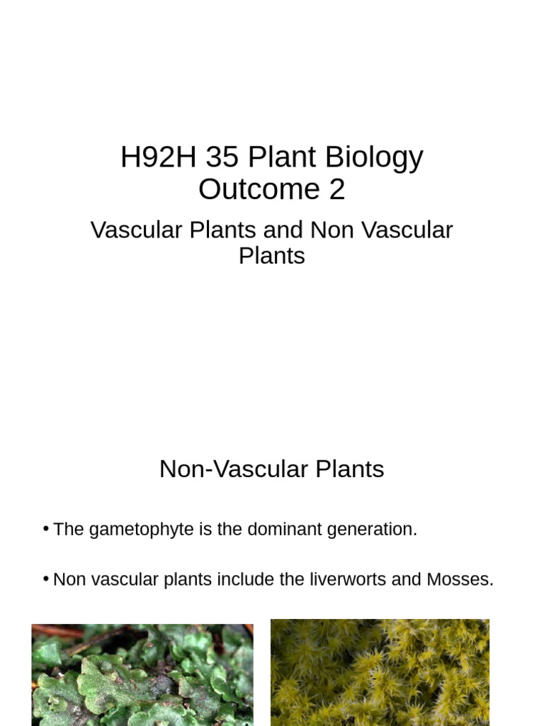 Vascular vs Non-Vascular Plants Explained | PDF | Plants | Plant Morphology