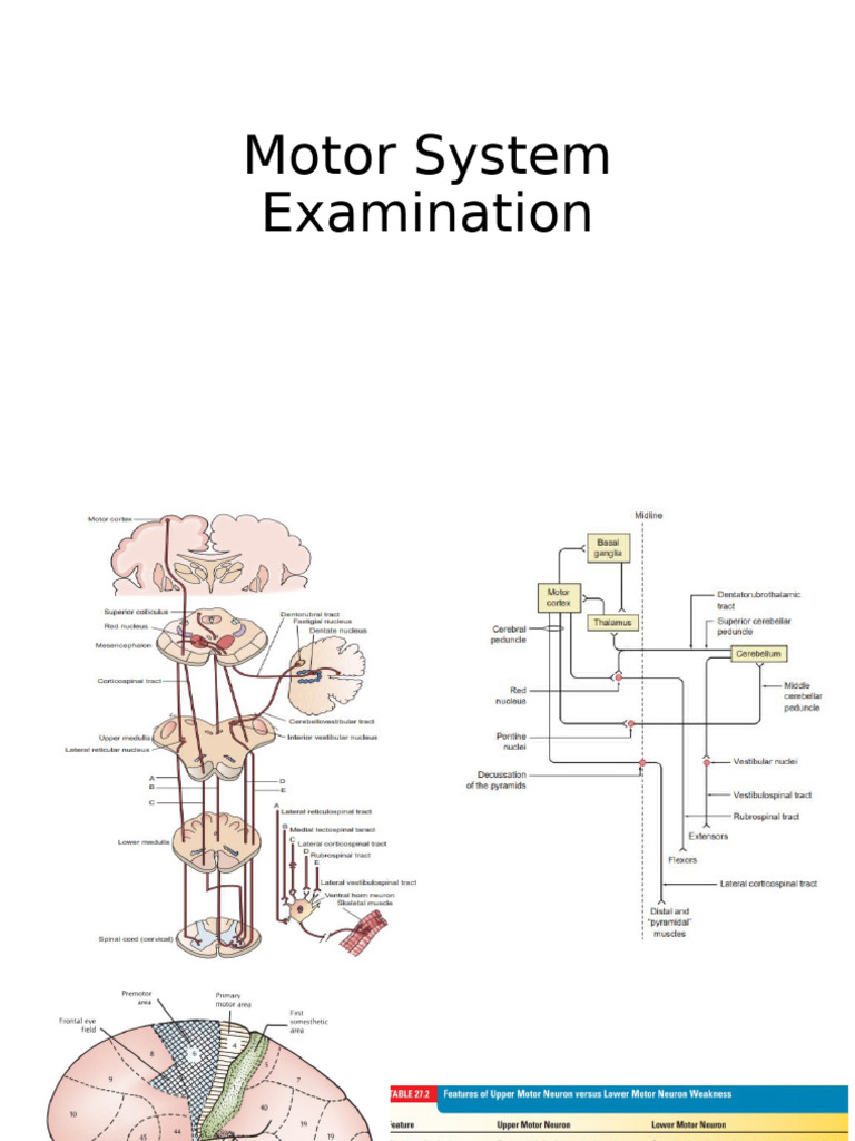 Motor System Examination | PDF | Anatomical Terms Of Motion | Thumb