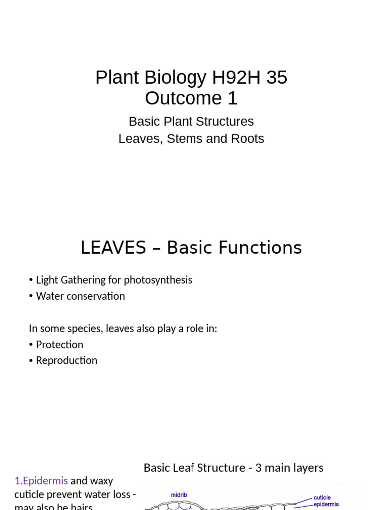 Plant Structure Essentials | PDF | Plant Stem | Leaf