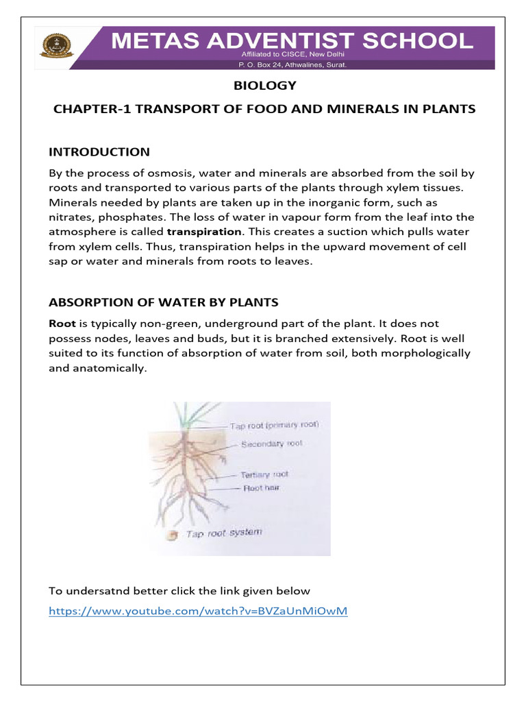 Transport of Food in Plants | PDF | Plant Nutrition | Tissue (Biology)