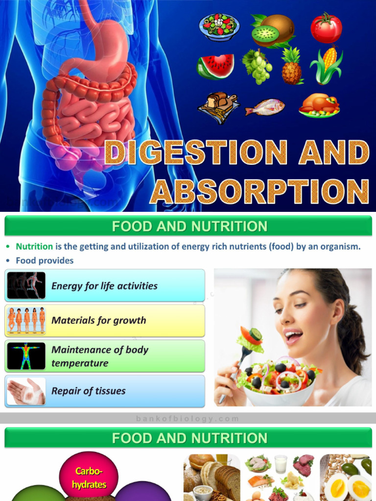 16 Digestion n Absorption - Picture Slides - Demo.pptx | PDF