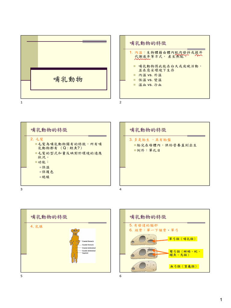 W11 哺乳動物 | PDF