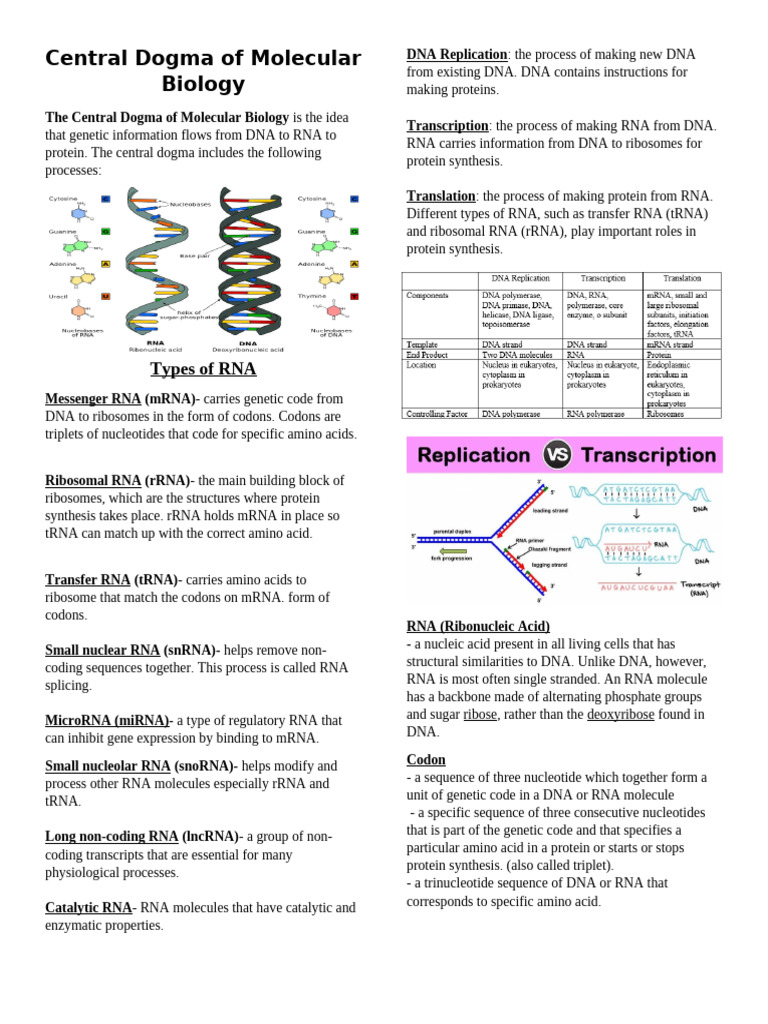 Central Dogma of Molecular Biology | PDF | Rna | Translation (Biology)