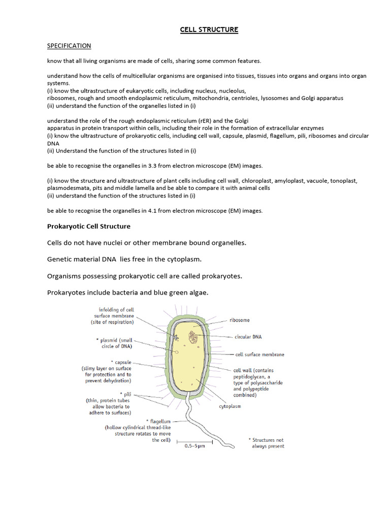 Notes Unit 2 Biology Edexcel Cell Structure | PDF | Endoplasmic ...