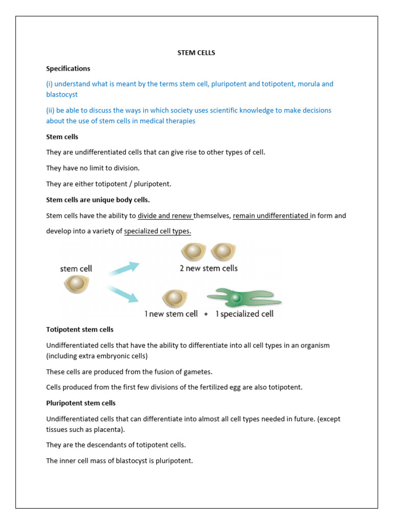 Understanding Stem Cells and Their Uses | PDF | Cell Potency | Stem Cell