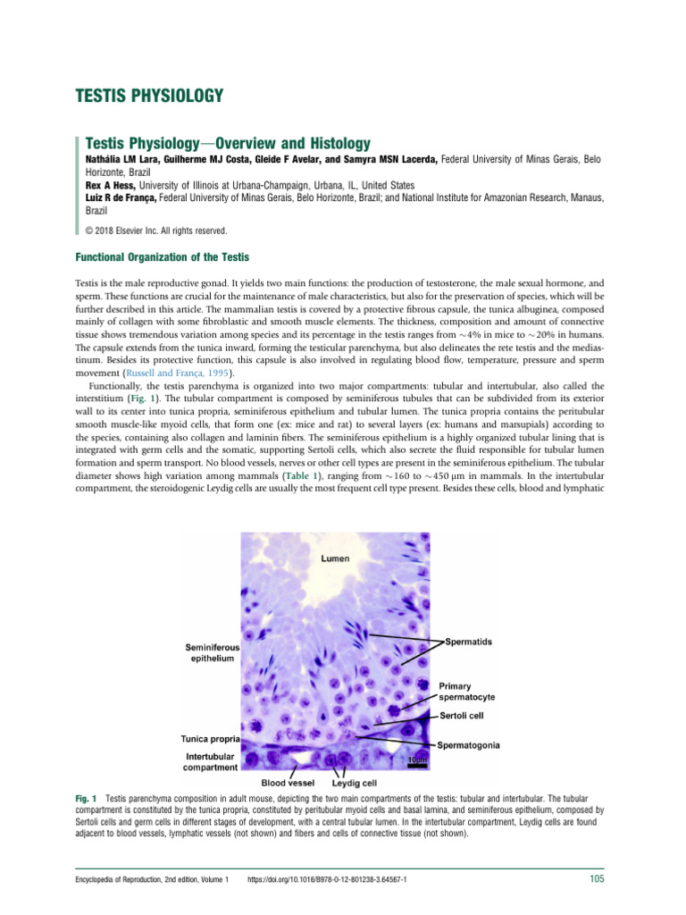 3 s2.0 B9780128012383645671 Main | PDF | Meiosis | Testicle