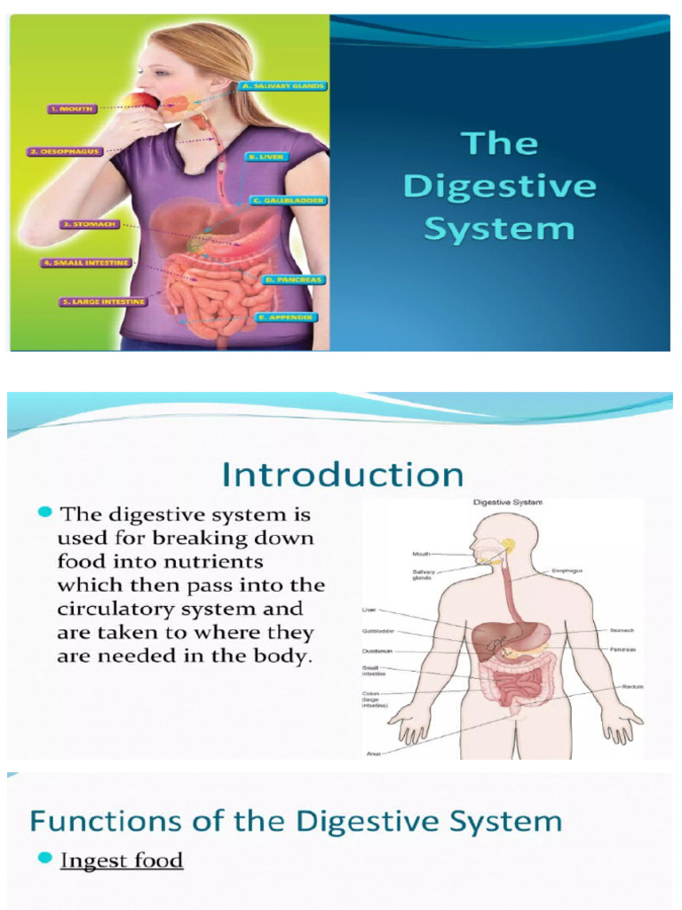 Digestive System | PDF
