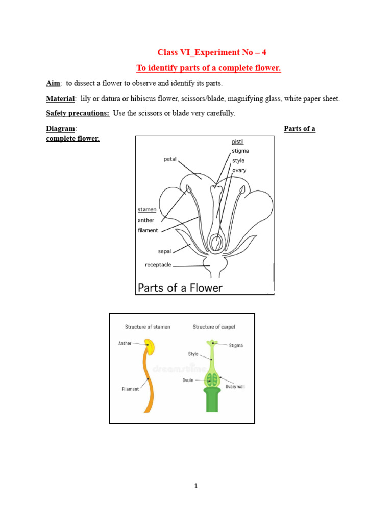 Dissecting a Flower: Parts Identification | PDF