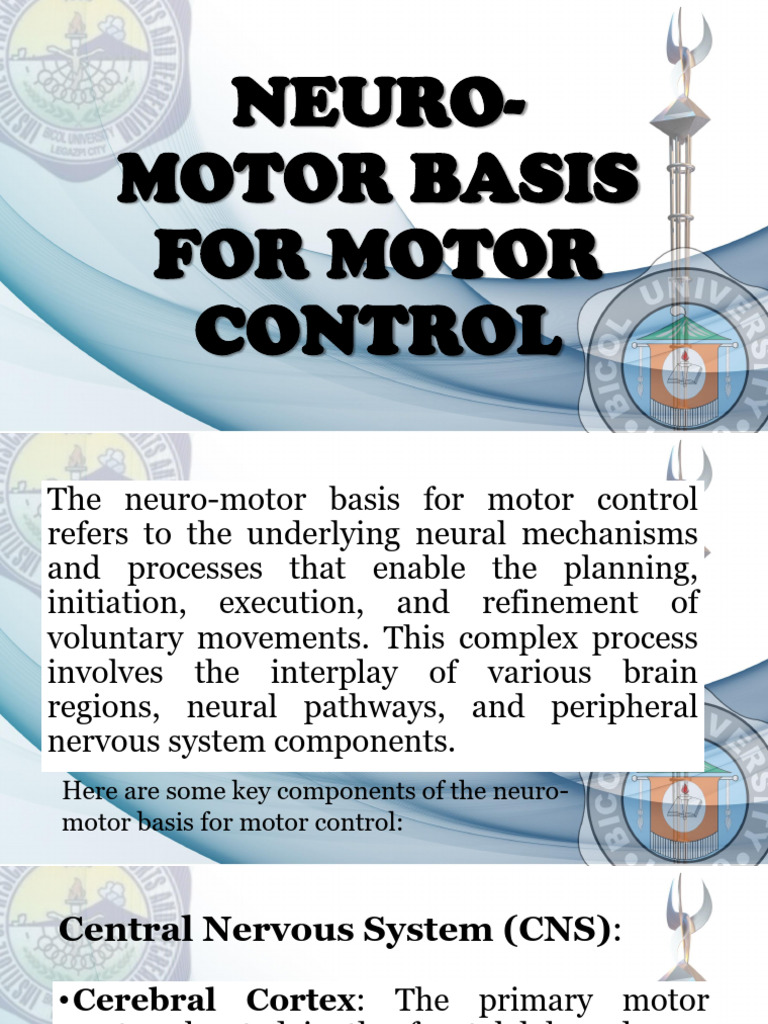 Inbound 7224194406329353097 | PDF | Motor Neuron | Motor Control