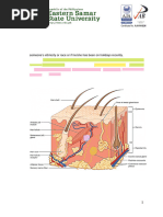 Friction Ridge Skin Morphogenesis and Overview | PDF | Epidermis | Hand
