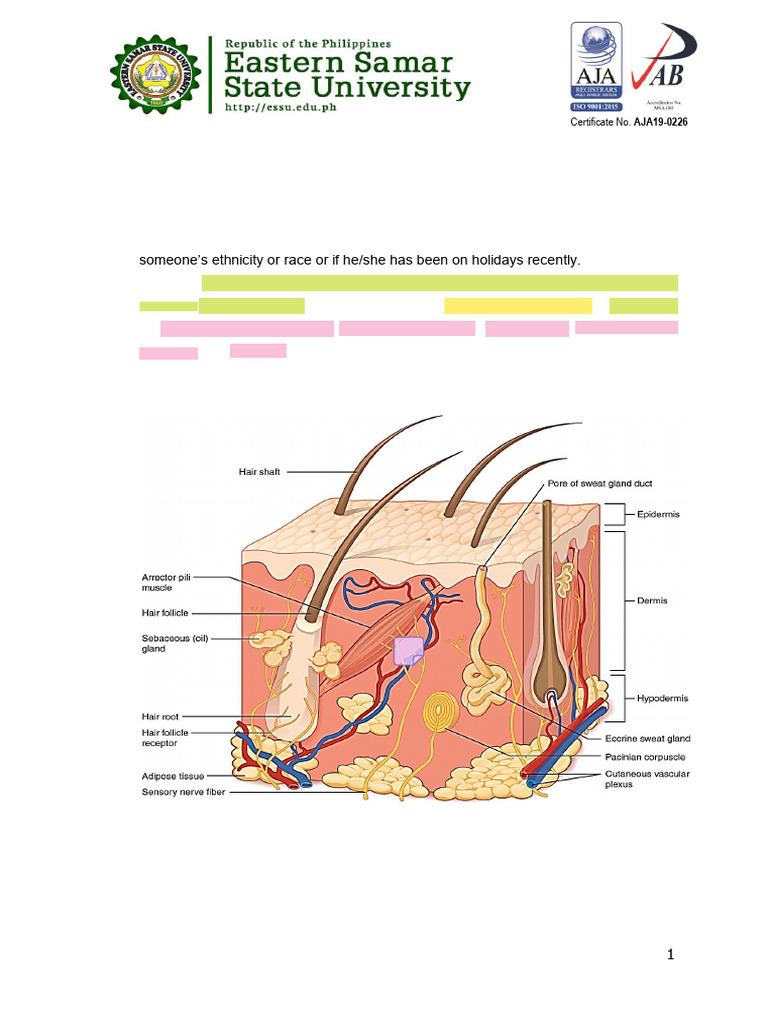 The Integumentary System With Self Learning Activity | PDF | Skin ...