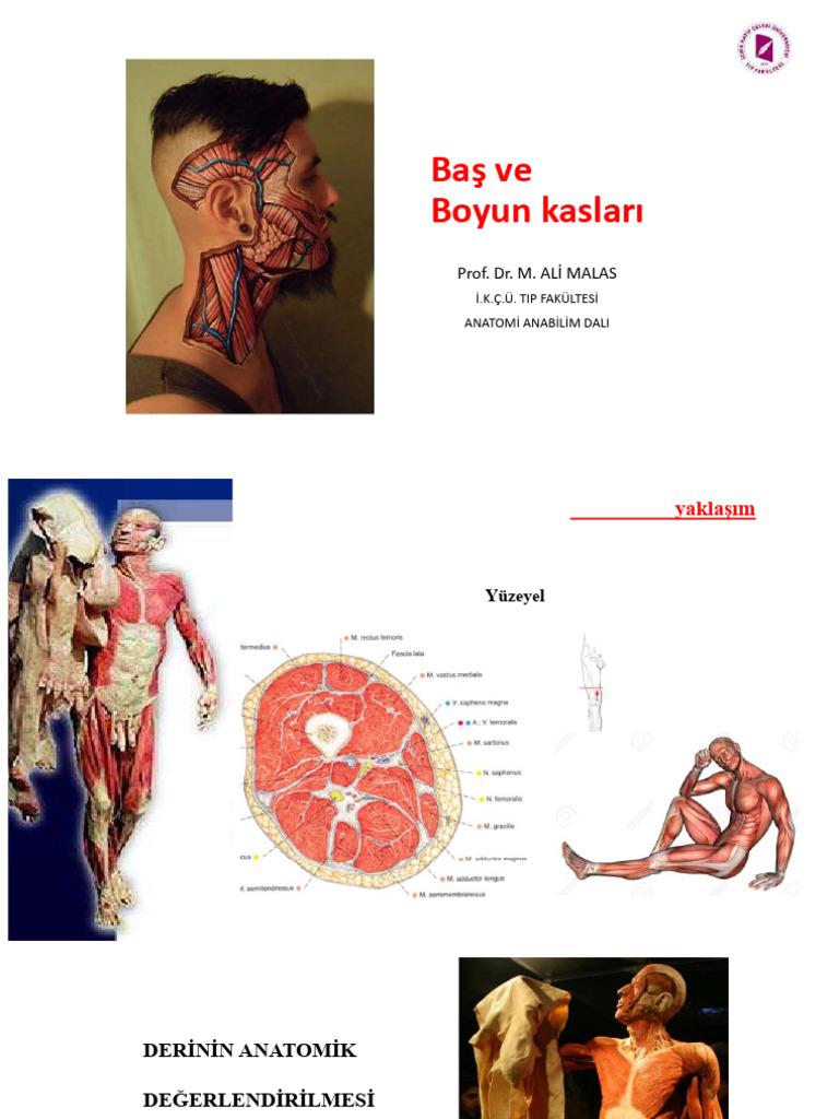 Bas Boyun Kasları FTR 2024 | PDF