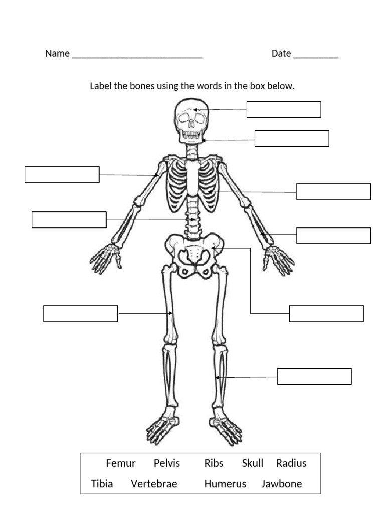 Bone Labeling Worksheet | PDF