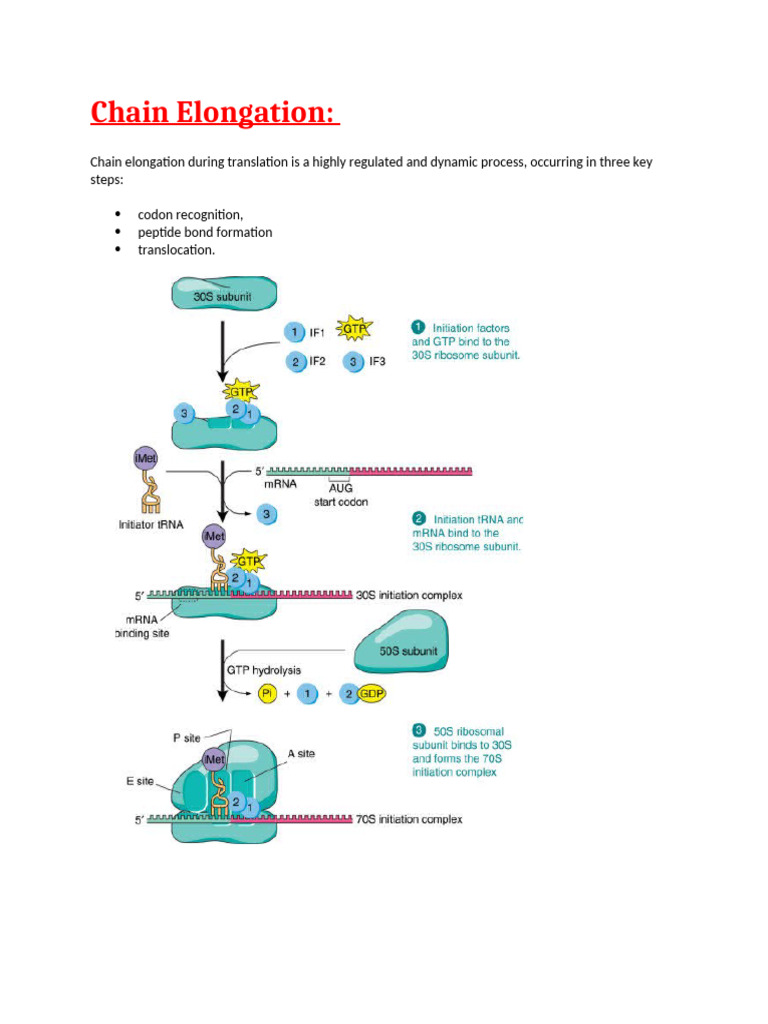 Chain Elongation | PDF | Ribosome | Translation (Biology)