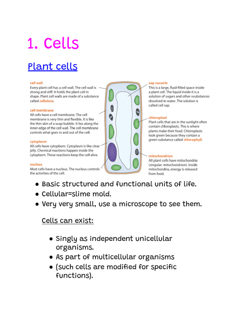 Science Year 7 Notes | PDF | Cell (Biology) | Volcano