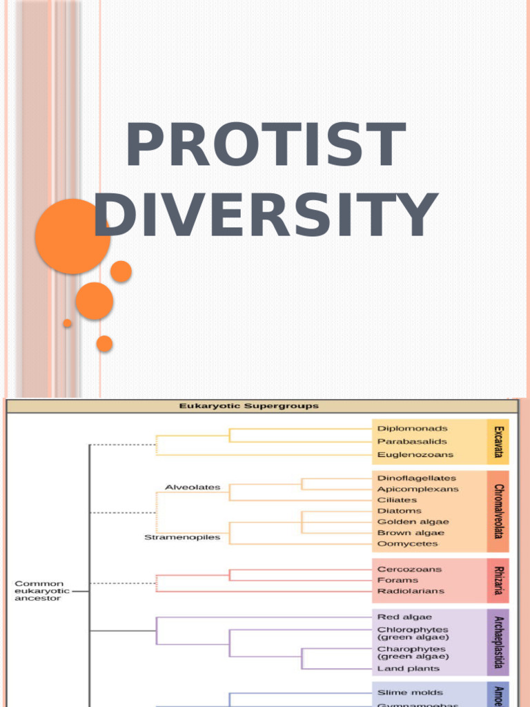 Protist Diversity1.1 | PDF | Algae | Fungus